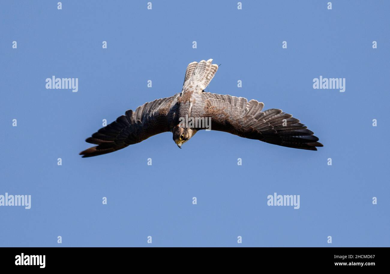 Diving stoop hi-res stock photography and images - Alamy