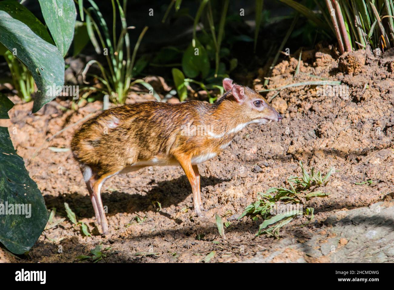 Mouse deer fawn hi-res stock photography and images - Alamy
