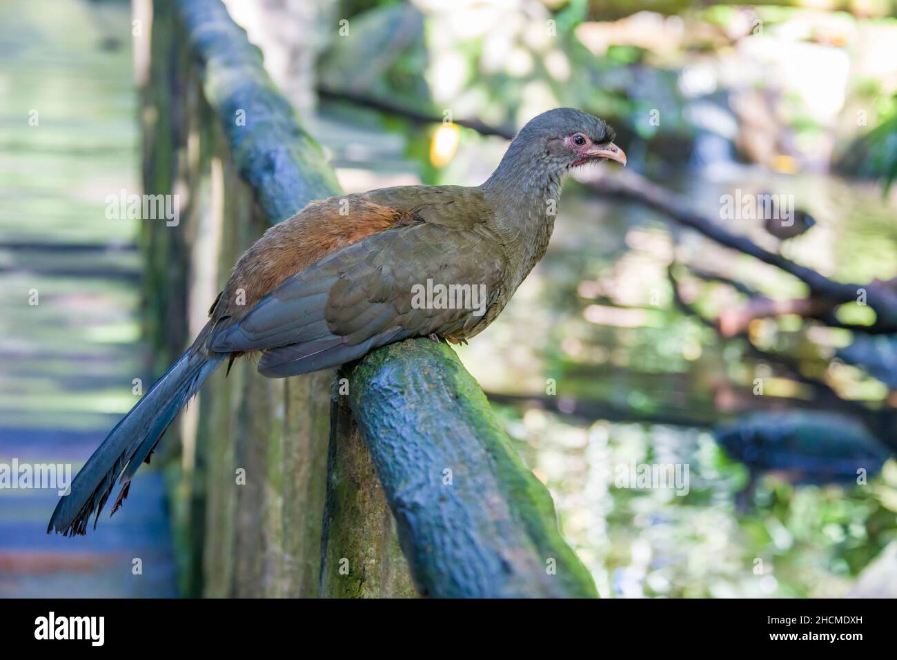 The Chaco chachalaca (Ortalis canicollis) is a species of bird in the ...