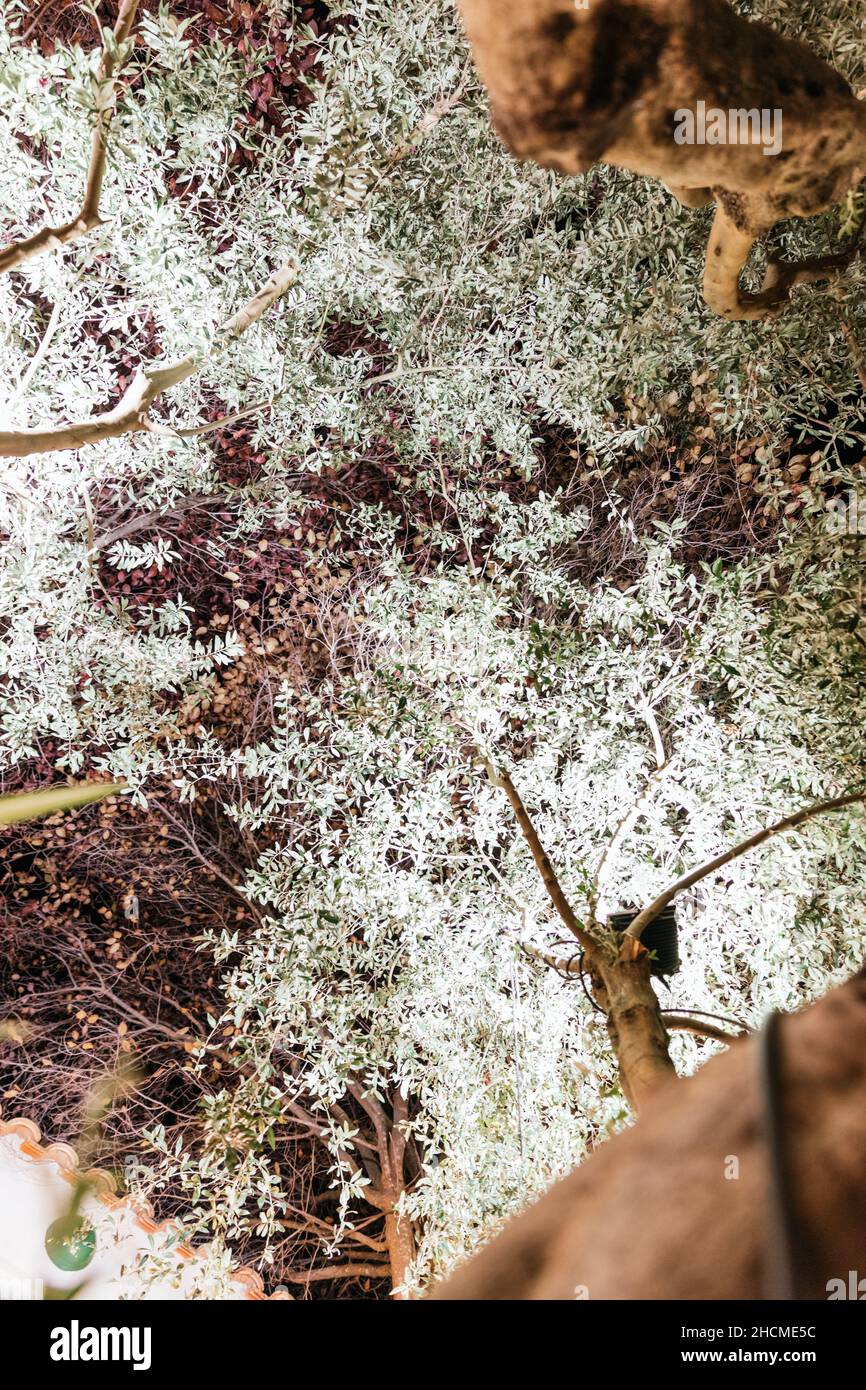 Iluminate tree top hi-res stock photography and images - Alamy