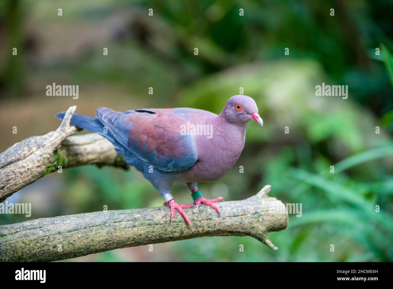 Peruanos Come Palomas