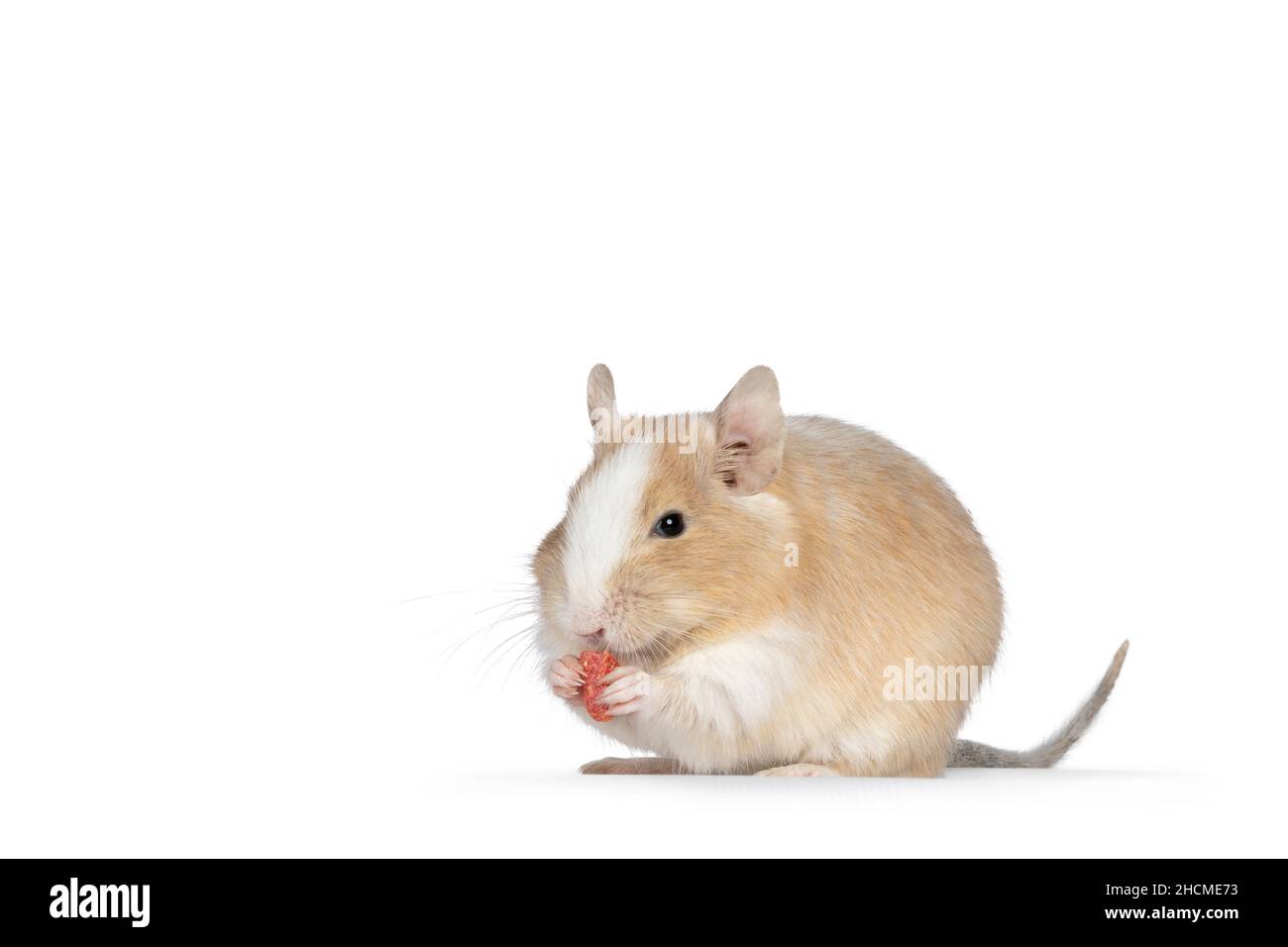 Close up from adult sand piebald degu, standing side ways with food in ...