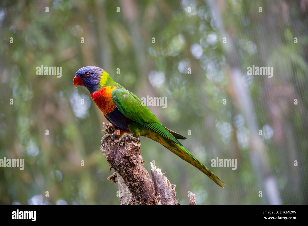 The sunset lorikeet (Trichoglossus forsteni) is a species of parrot ...
