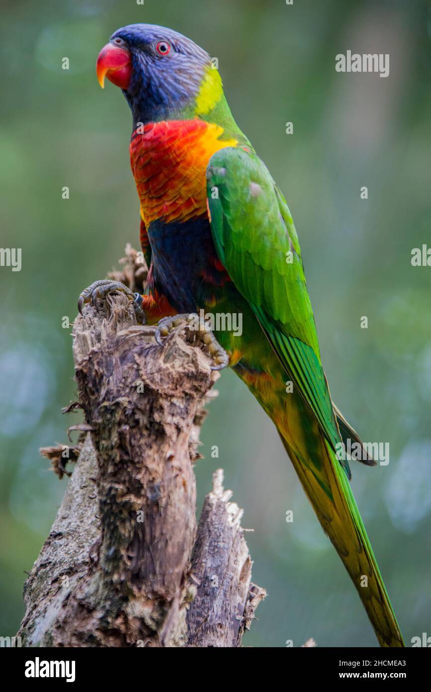 The sunset lorikeet (Trichoglossus forsteni) is a species of parrot ...