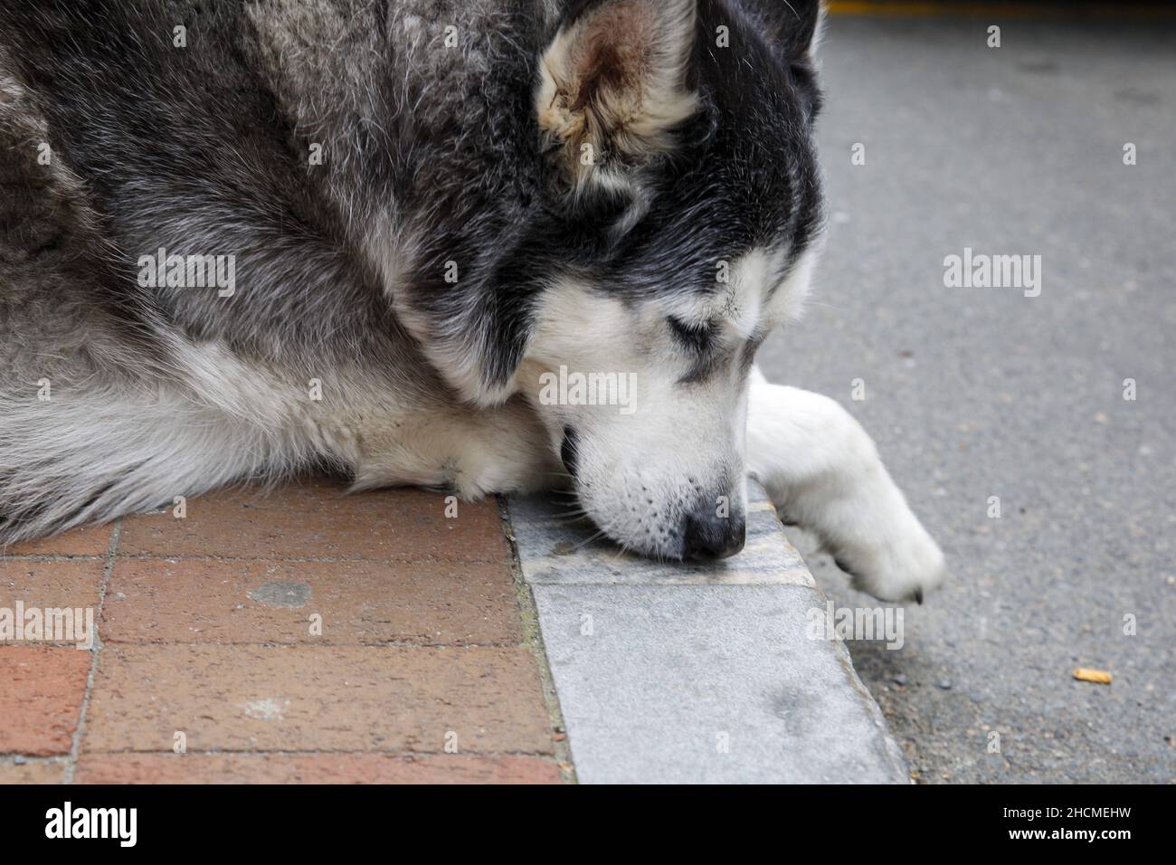 Closeup of a sleepy Siberian husky laying on the ground Stock Photo - Alamy