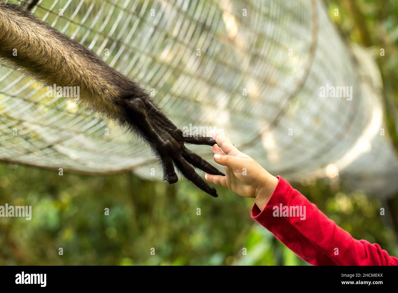 Child touching a monkey's hand in the zoo Stock Photo - Alamy