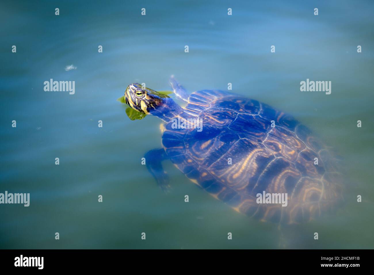 Close up green sea turtles eye hi-res stock photography and images - Alamy