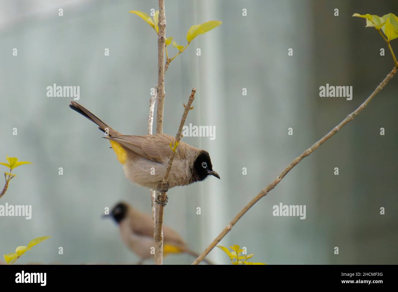 Red-whiskered Bulbul - Pycnonotus jocosus Stock Photo - Alamy