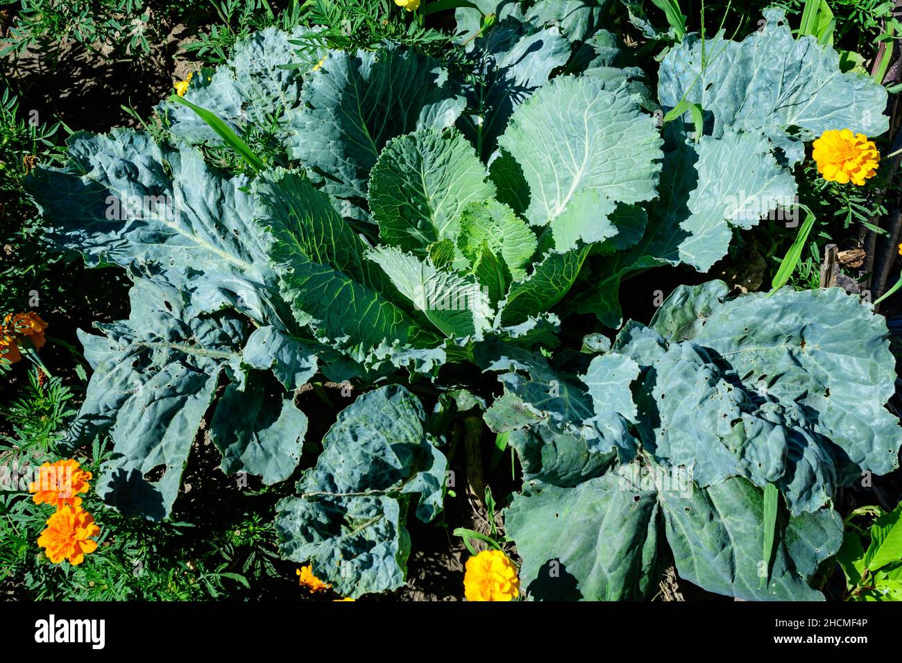 Group of water cabbage hi-res stock photography and images - Alamy