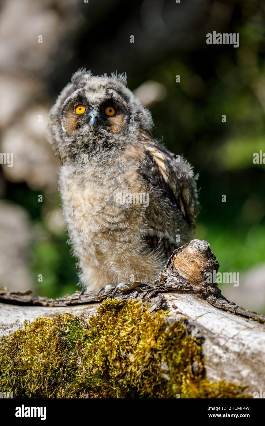 Lesser horned owl hi-res stock photography and images - Alamy