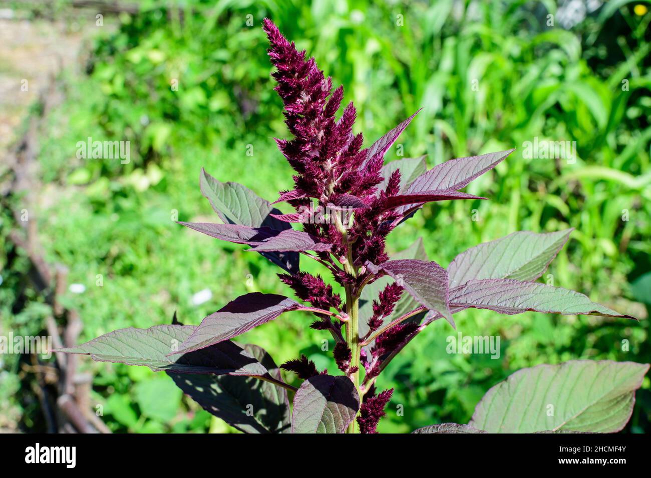 Close up of purple flowers of Amaranthus, commonly known as amaranth ...