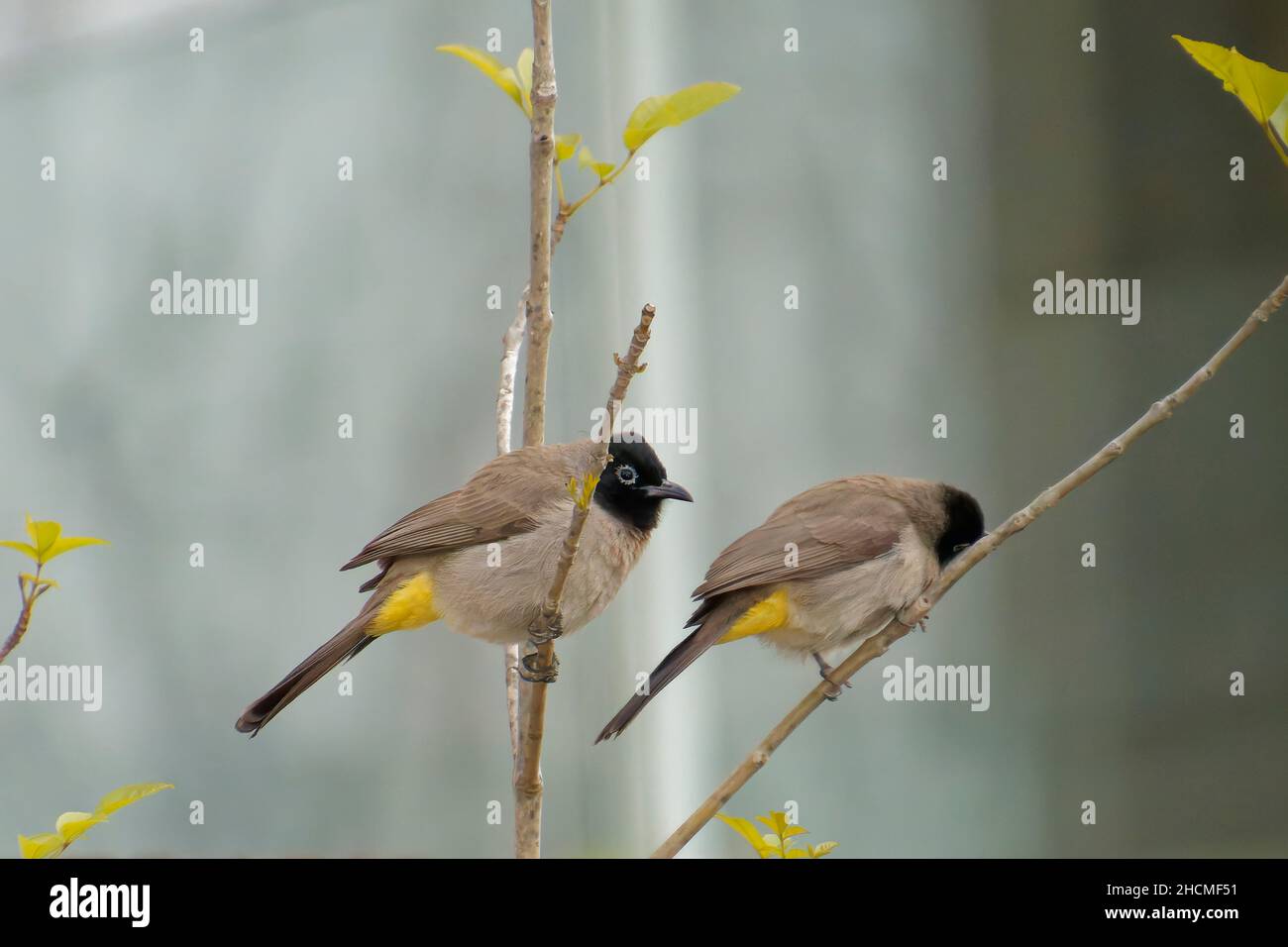 Red-whiskered Bulbul - Pycnonotus jocosus Stock Photo - Alamy