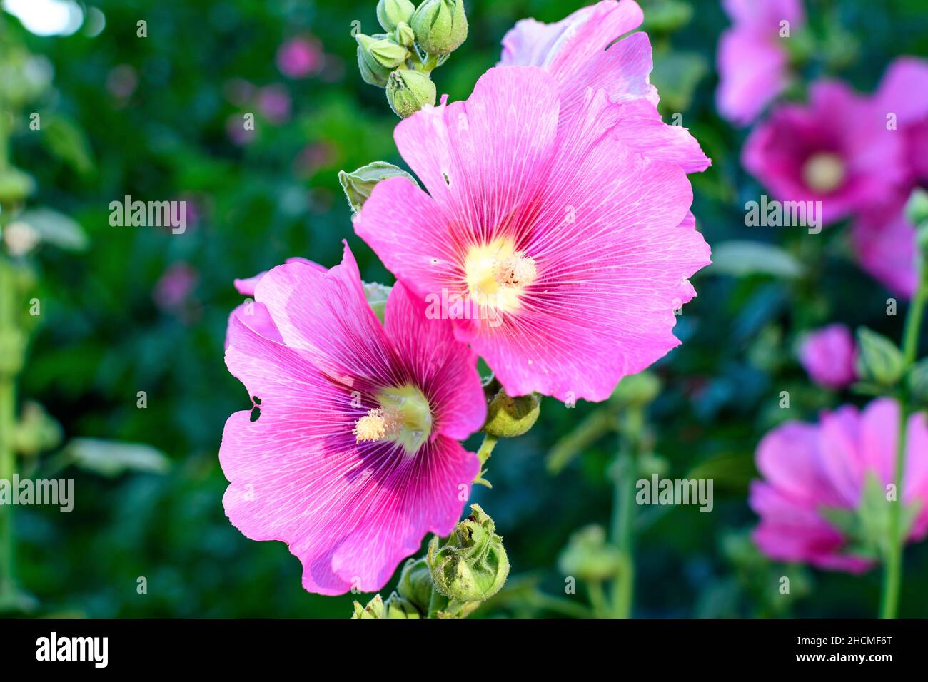 One delicate pink magenta flower of Althaea officinalis plant, commonly ...