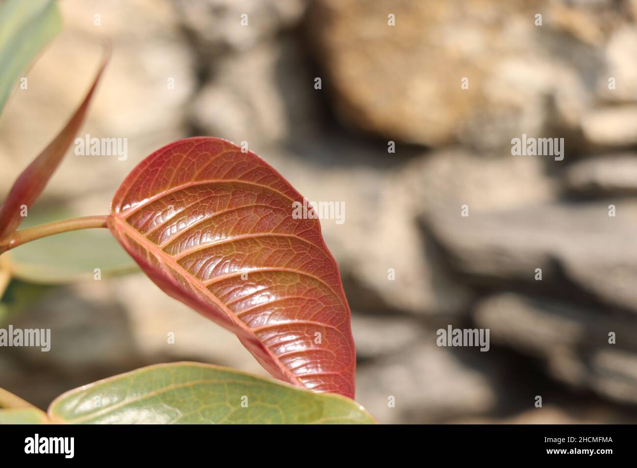 beautiful young red leaf of sacred fig tree Stock Photo - Alamy
