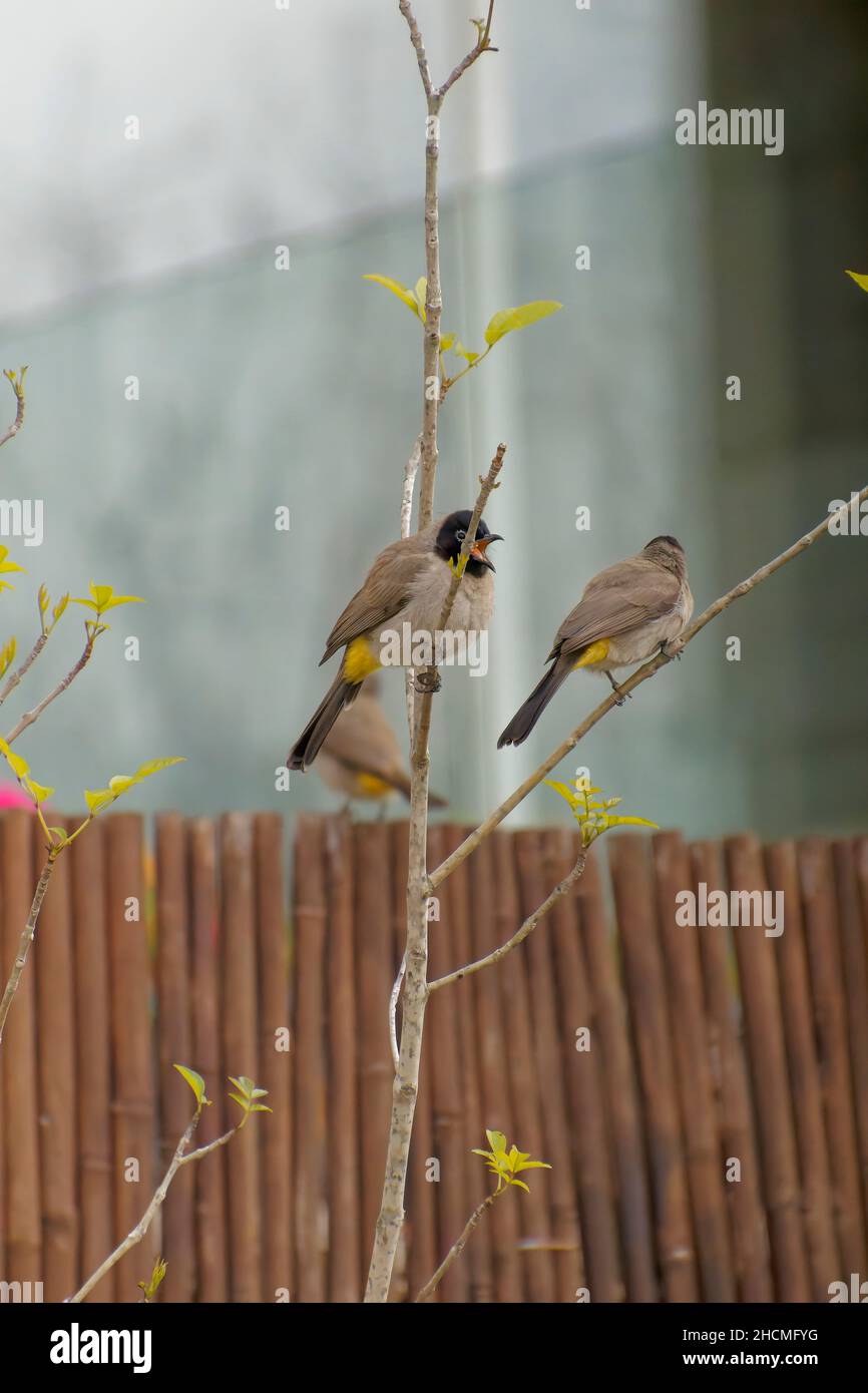 Red-whiskered Bulbul - Pycnonotus jocosus Stock Photo - Alamy
