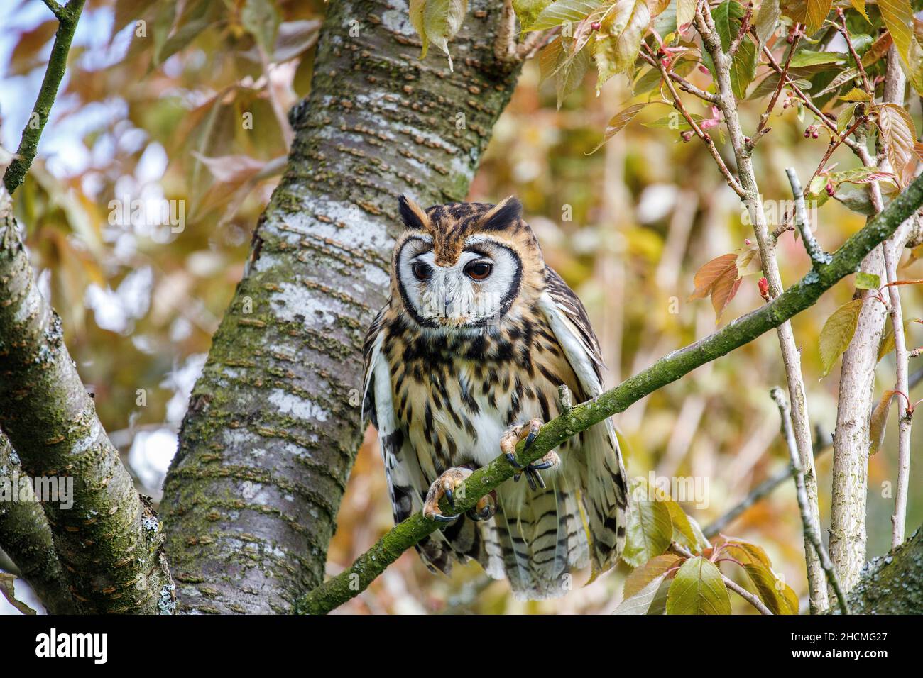 The Peruvian Striped Owl Stock Photo - Alamy