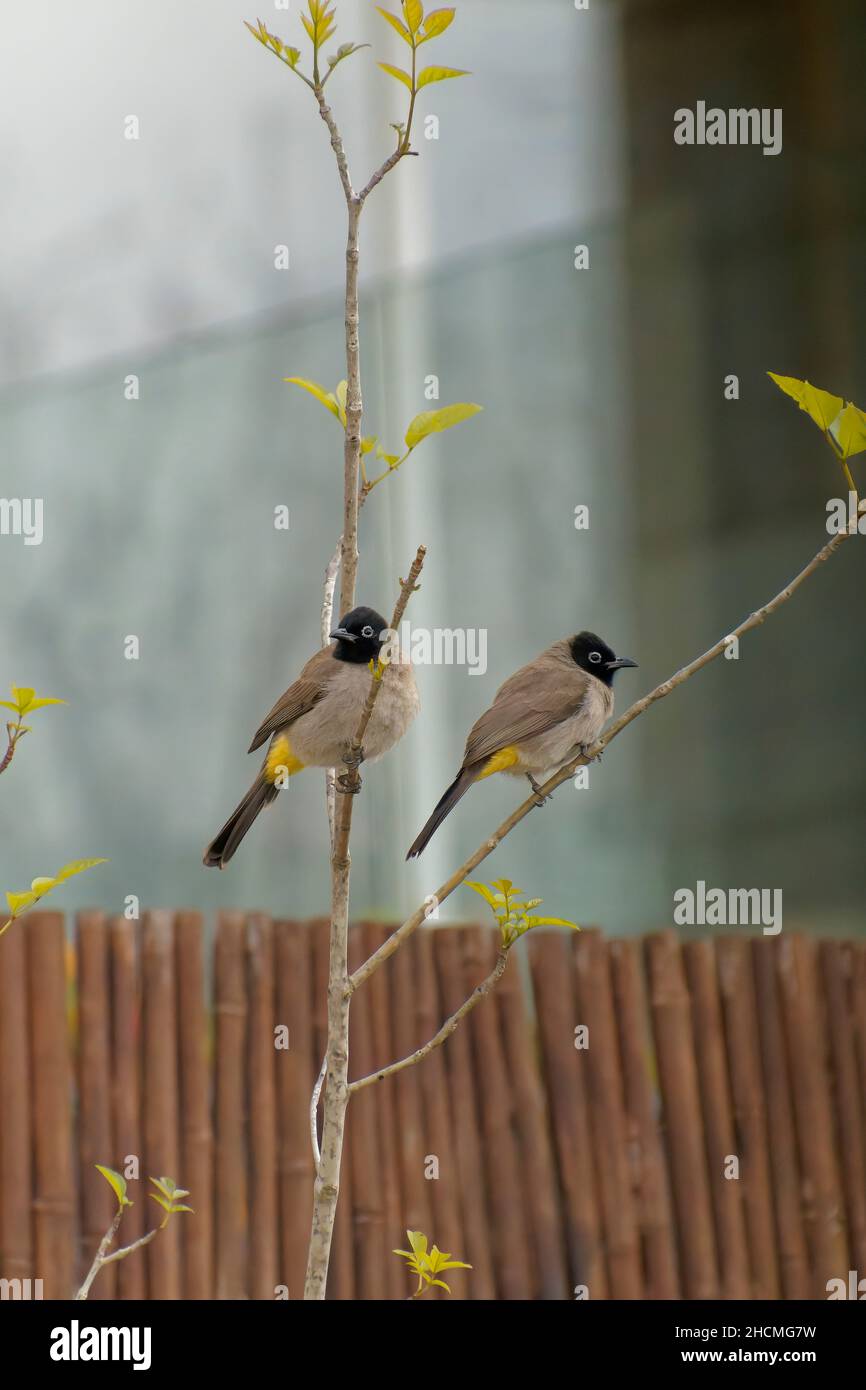Red-whiskered Bulbul - Pycnonotus jocosus Stock Photo - Alamy