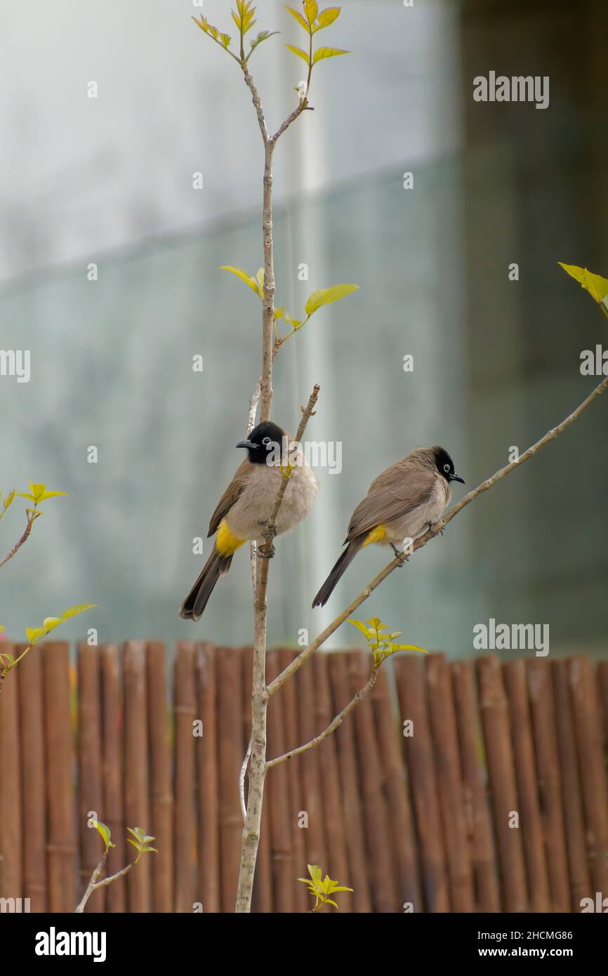 Red-whiskered Bulbul - Pycnonotus jocosus Stock Photo - Alamy