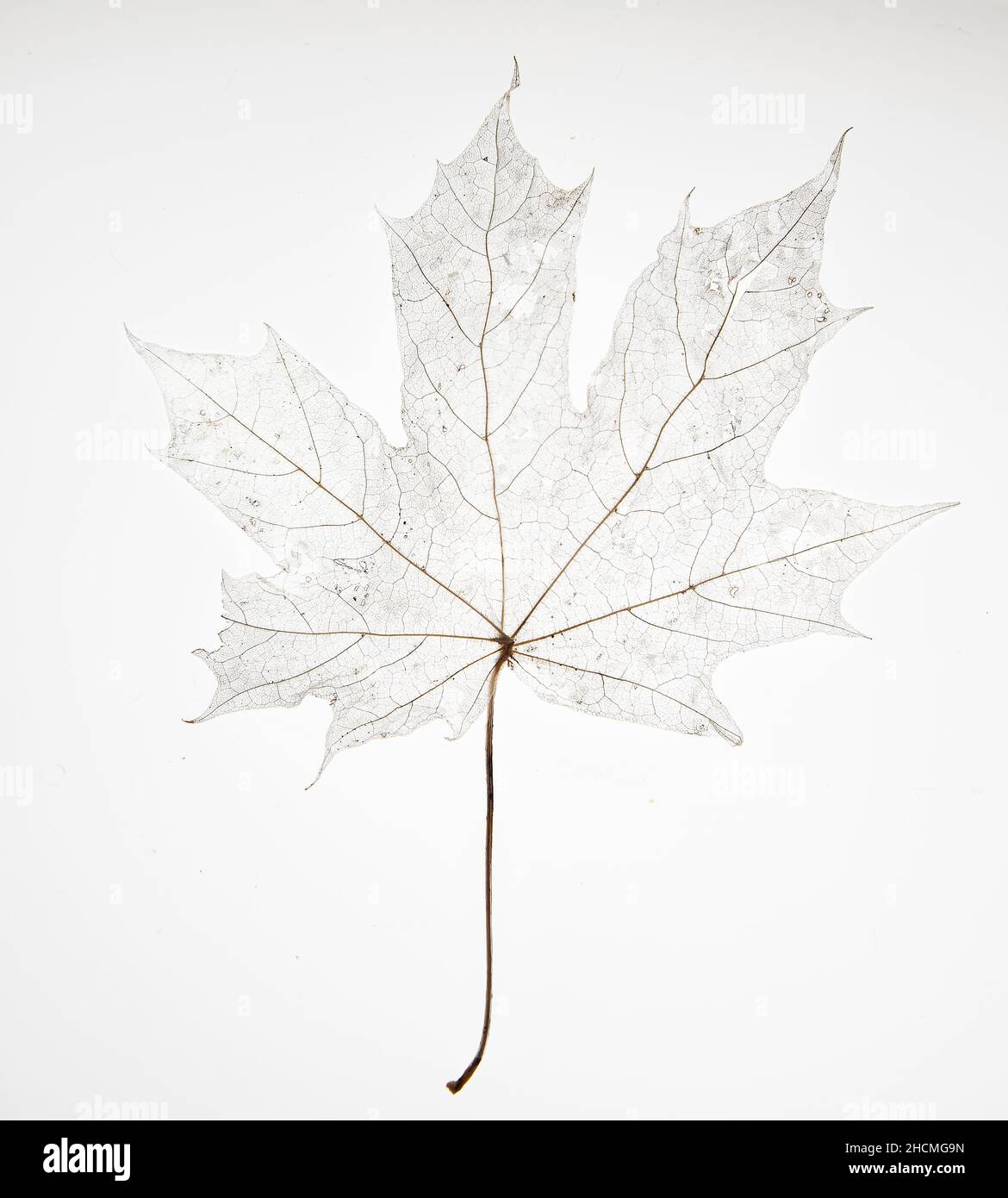 Skeleton leaf hi-res stock photography and images - Alamy