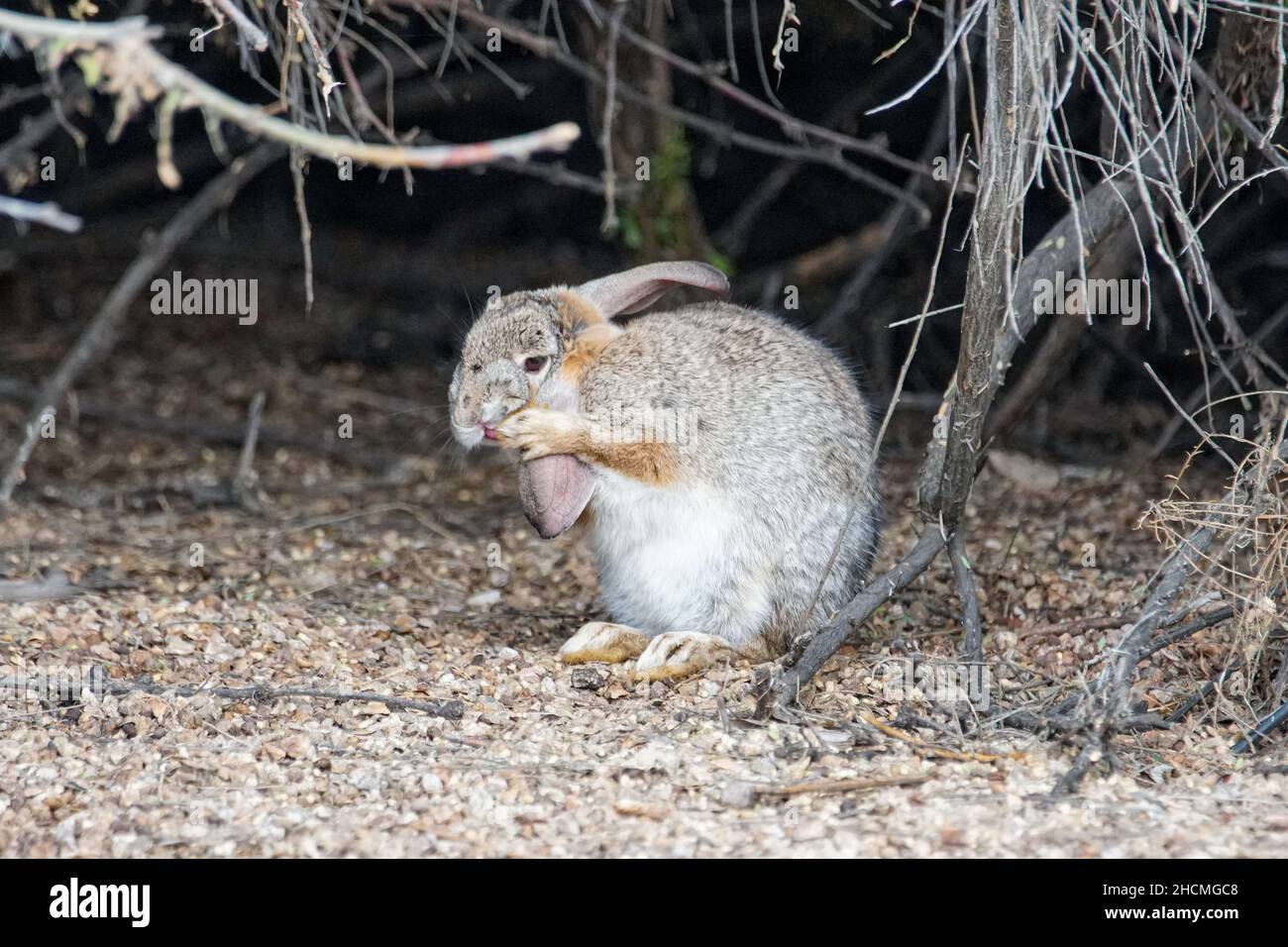 The desert cottontail rabbit is very well adapted to the harsh ...