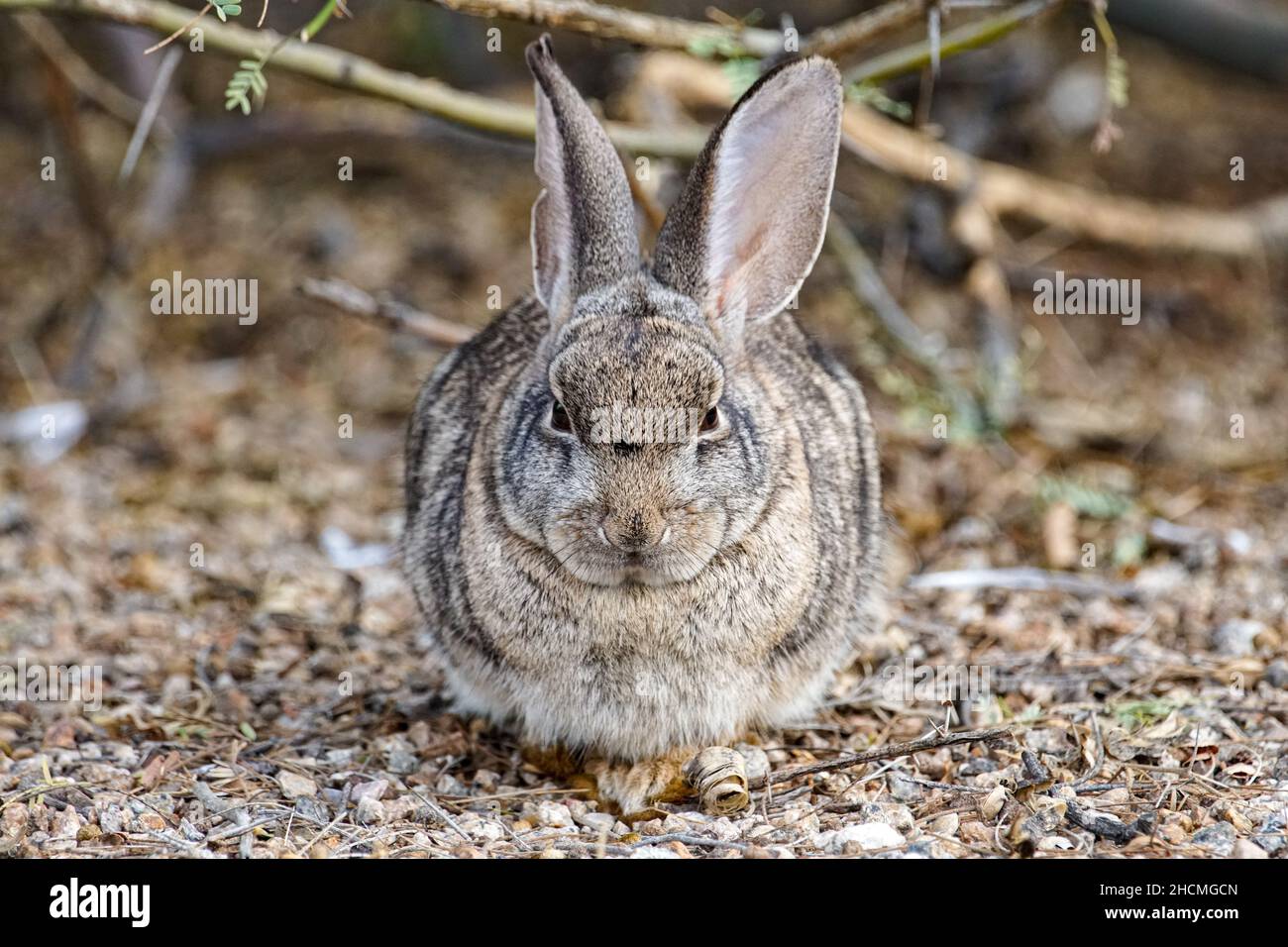 Cottontail rabbit run desert hi-res stock photography and images - Alamy