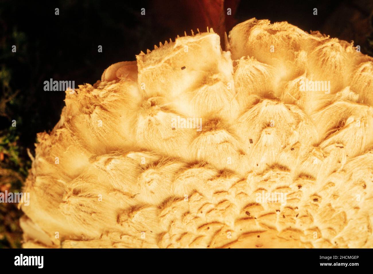 Close-up natural environmental portrait of fungi as symbols of life ...