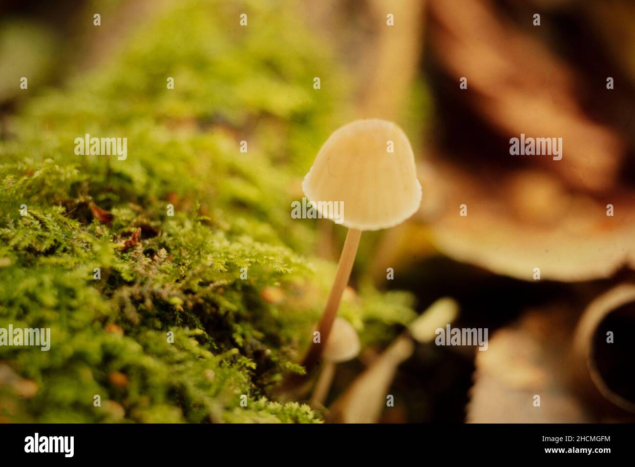 Close-up natural environmental portrait of fungi as symbols of life, death, decomposition and ...