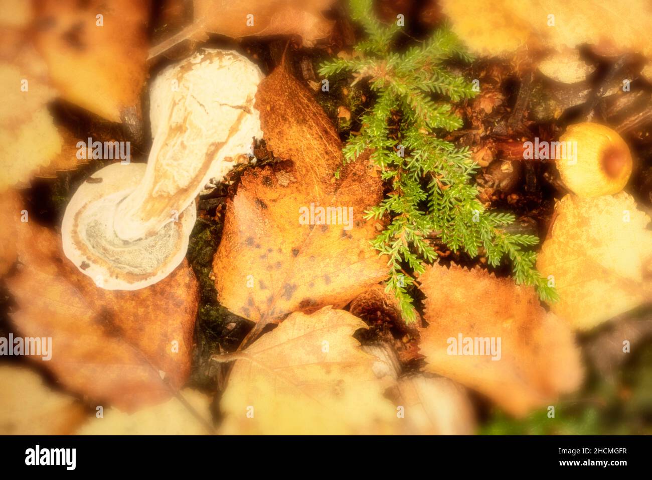 Close-up natural environmental portrait of fungi as symbols of life, death, decomposition and ...