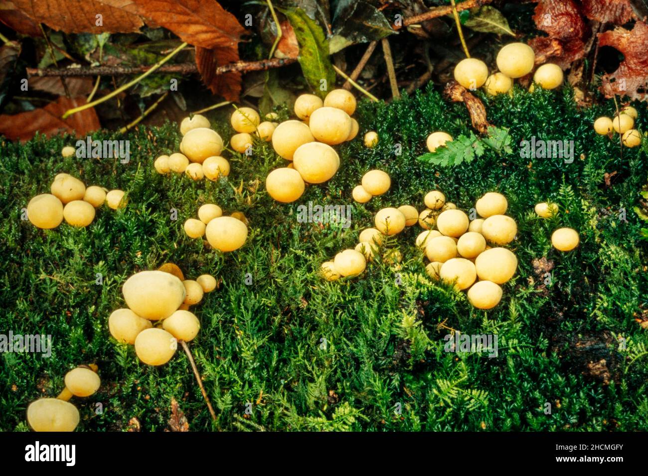 Close-up natural environmental portrait of fungi as symbols of life ...