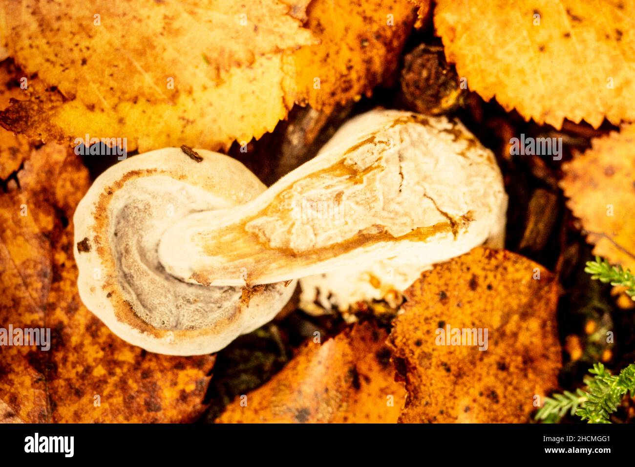 Close-up natural environmental portrait of fungi as symbols of life, death, decomposition and ...