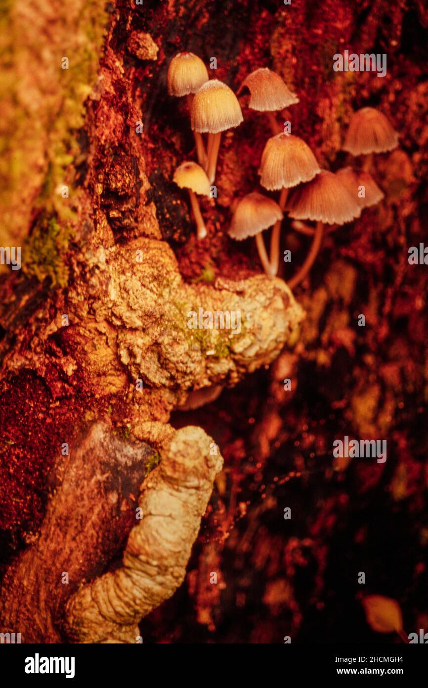 Close-up natural environmental portrait of fungi as symbols of life, death, decomposition and ...