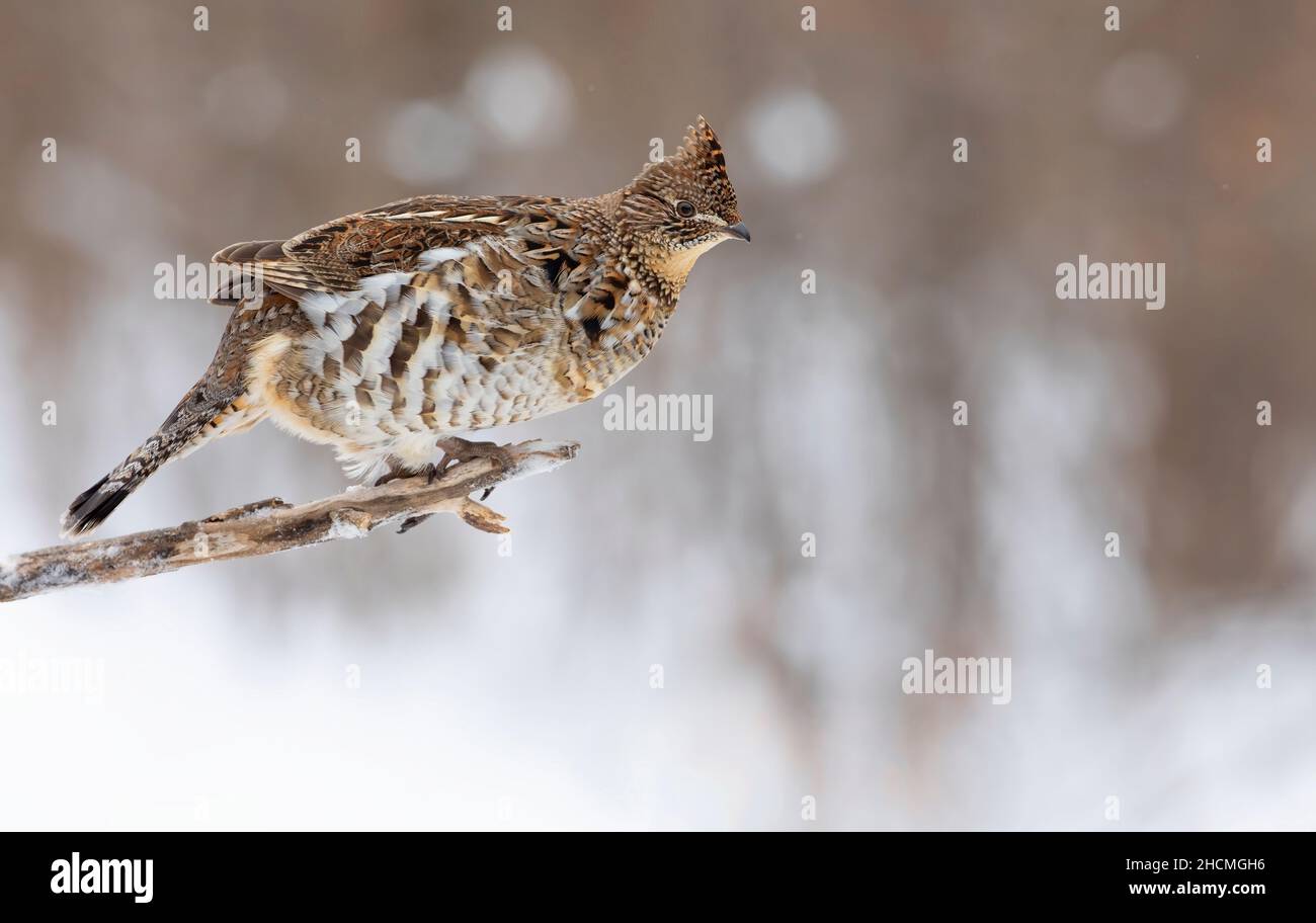 Canada boreal forest bird hi-res stock photography and images - Alamy