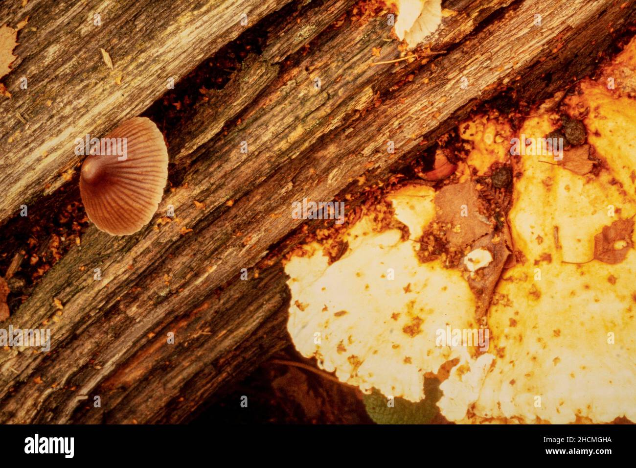 Close-up natural environmental portrait of fungi as symbols of life, death, decomposition and ...