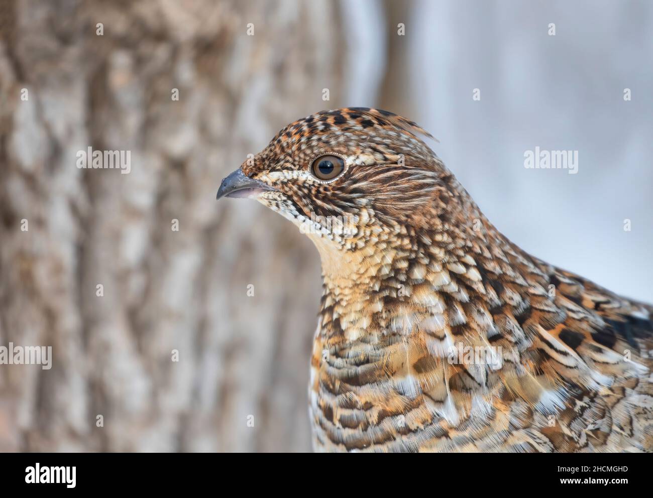 Canada boreal forest bird hi-res stock photography and images - Alamy