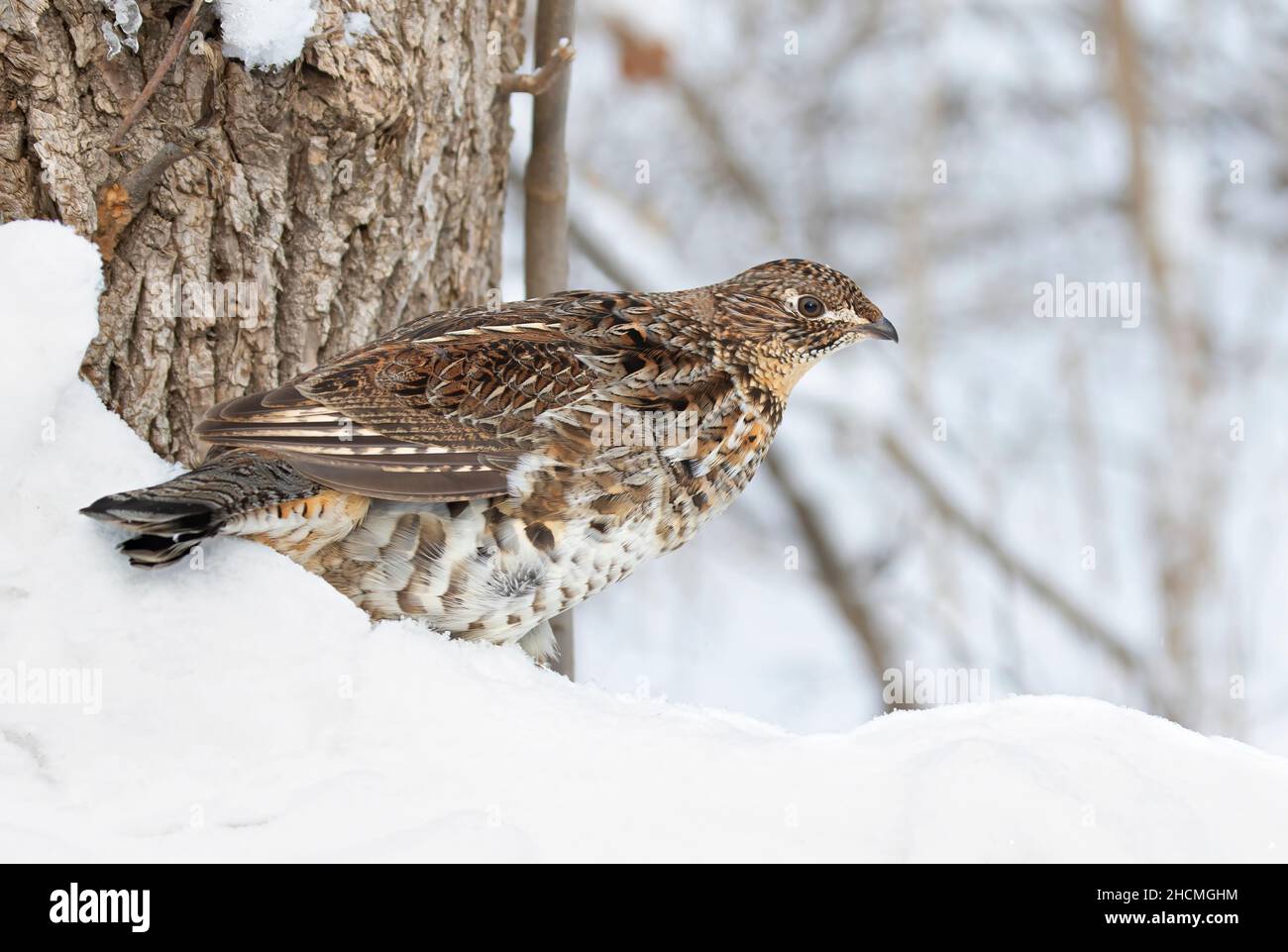 Ruffed grouse walking around in the winter snow in Ottawa, Canada Stock ...