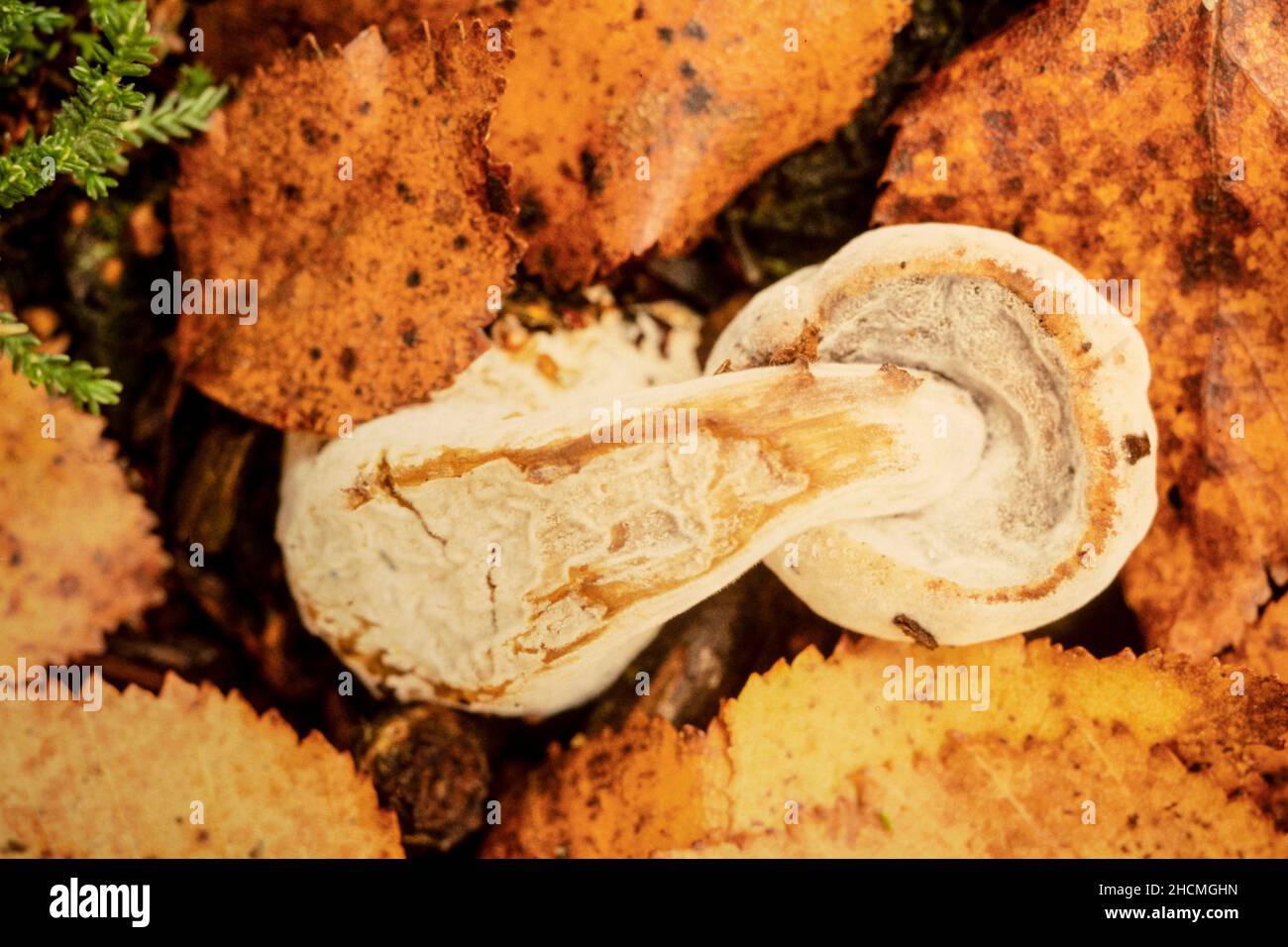 Close-up natural environmental portrait of fungi as symbols of life, death, decomposition and ...