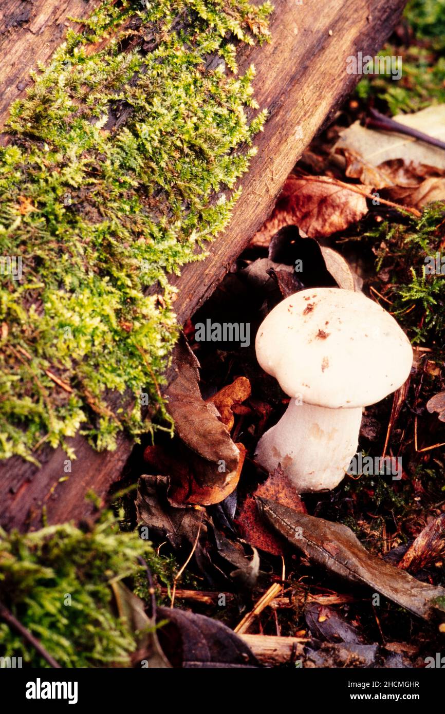 Close-up natural environmental portrait of fungi as symbols of life ...