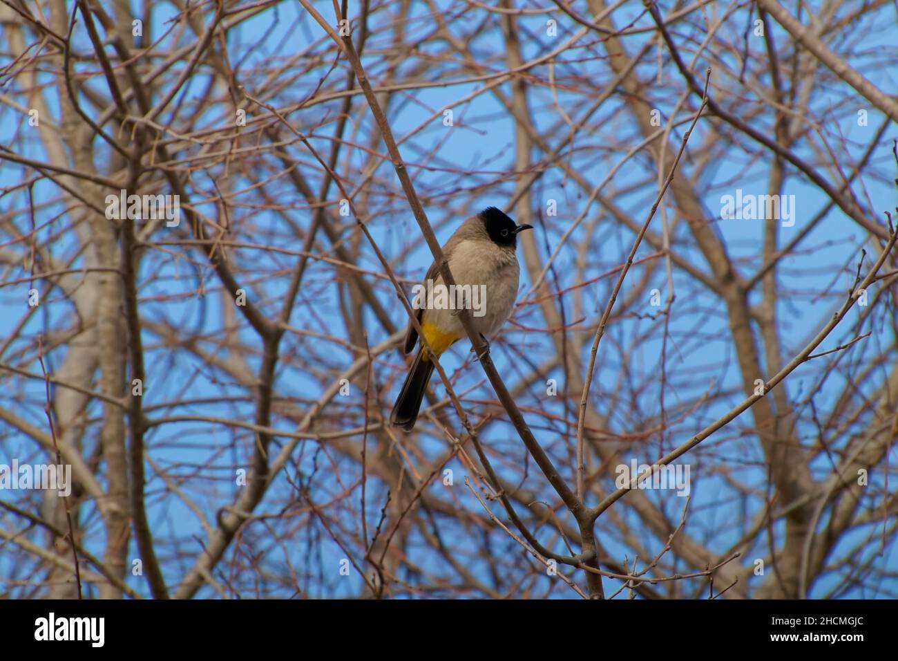 Red-whiskered Bulbul - Pycnonotus jocosus Stock Photo - Alamy