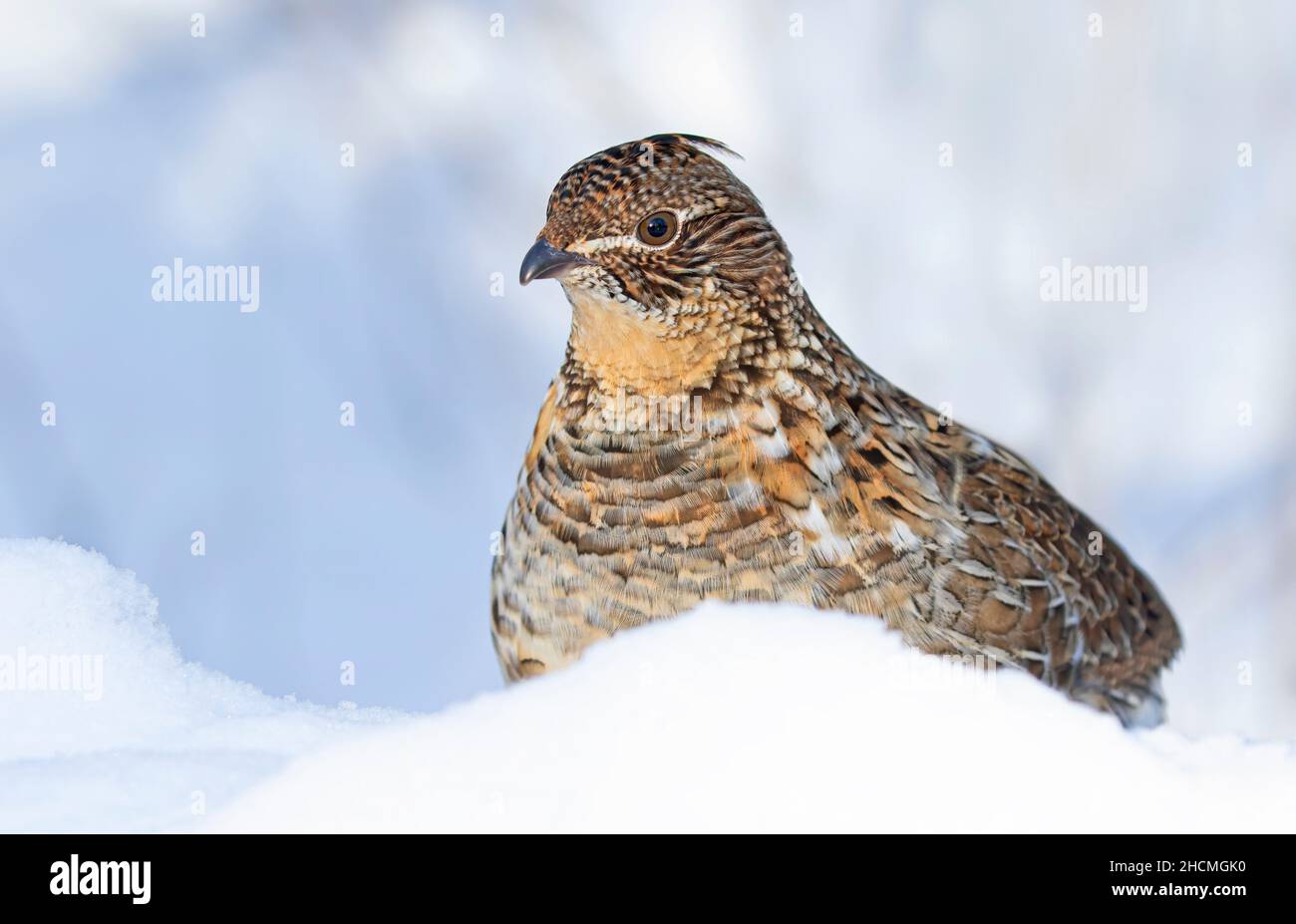 Ruffed grouse walking around in the winter snow in Ottawa, Canada Stock ...