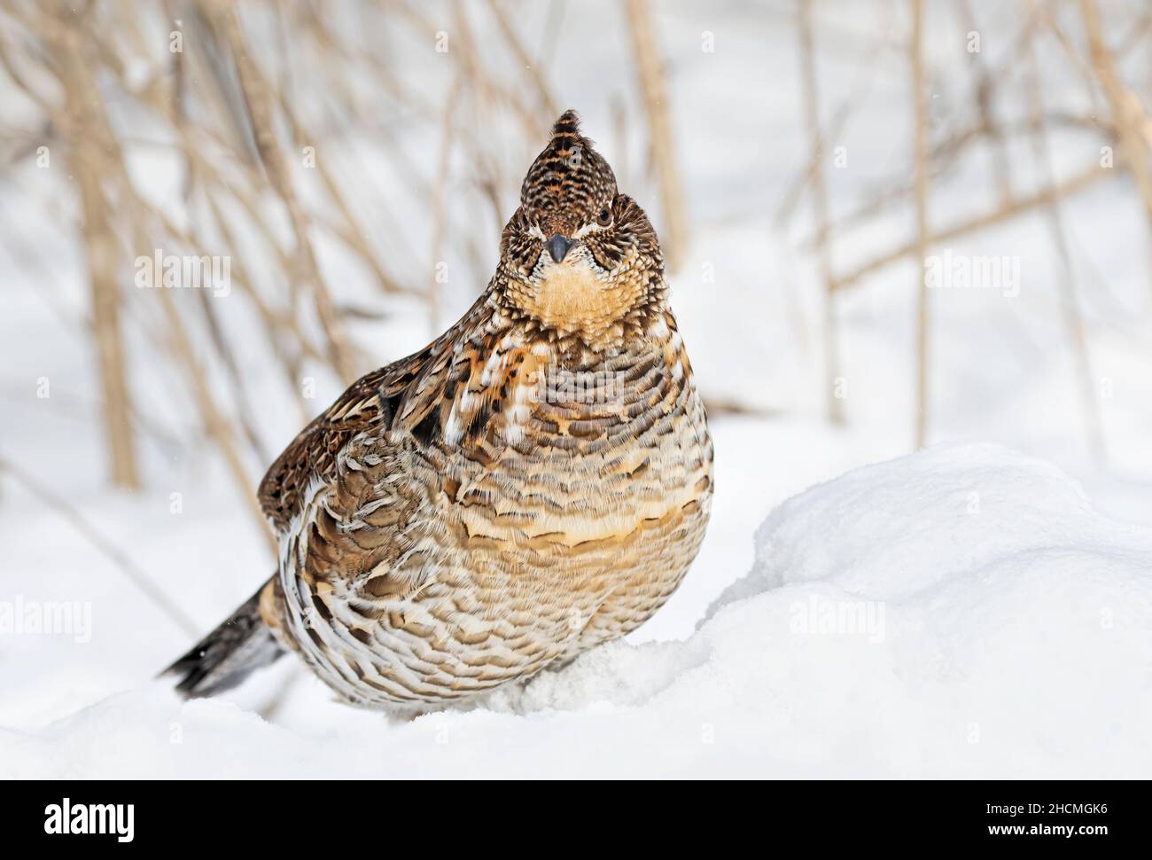 Ruffed grouse walking around in the winter snow in Ottawa, Canada Stock ...
