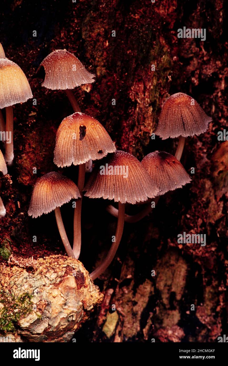 Close-up natural environmental portrait of fungi as symbols of life, death, decomposition and ...