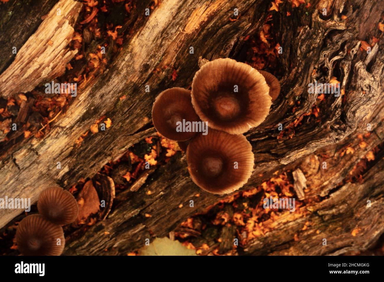 Close-up natural environmental portrait of fungi as symbols of life, death, decomposition and ...