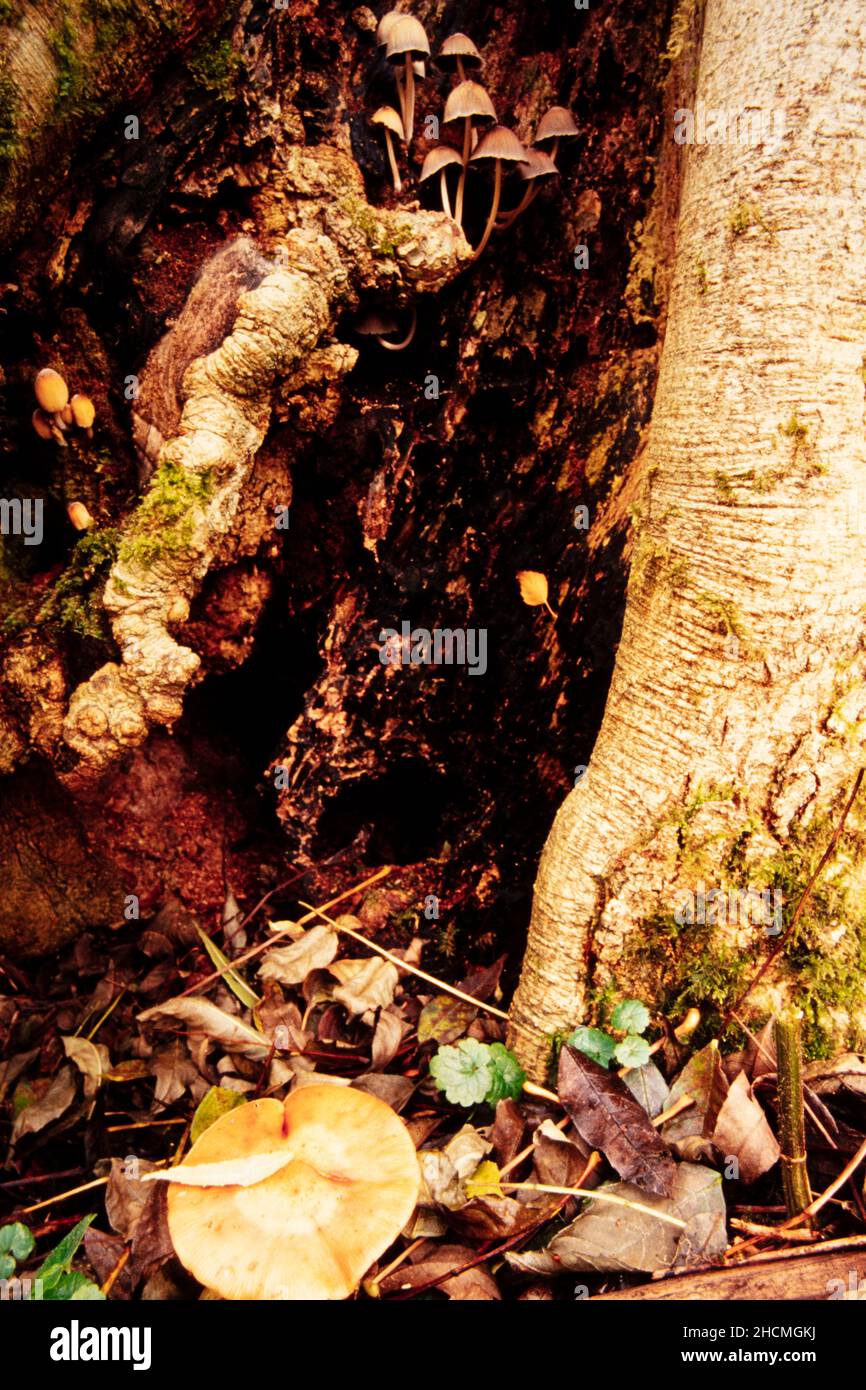 Close-up natural environmental portrait of fungi as symbols of life, death, decomposition and ...