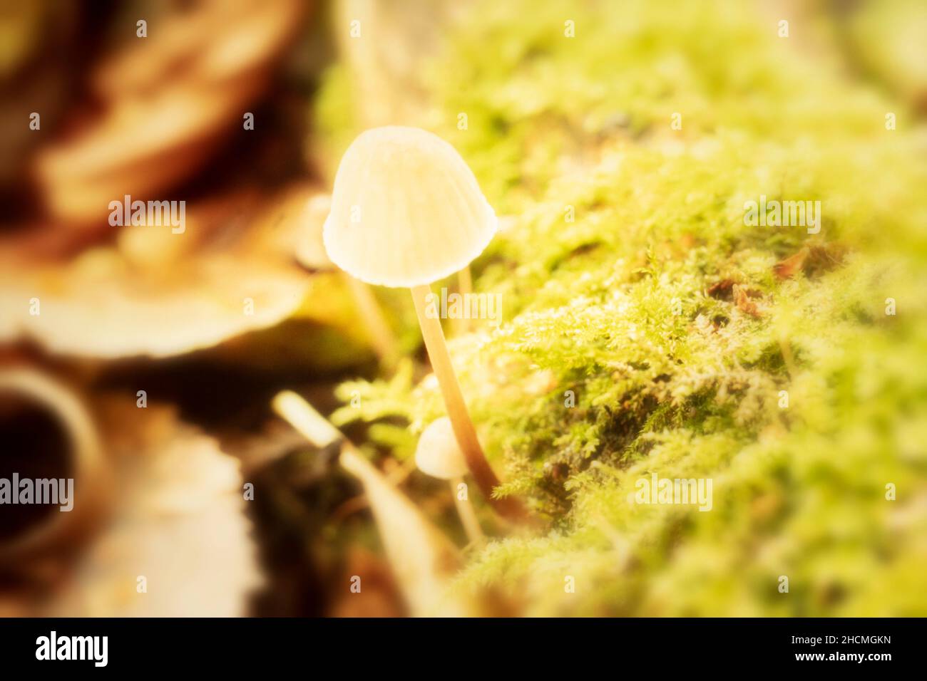 Close-up natural environmental portrait of fungi as symbols of life ...