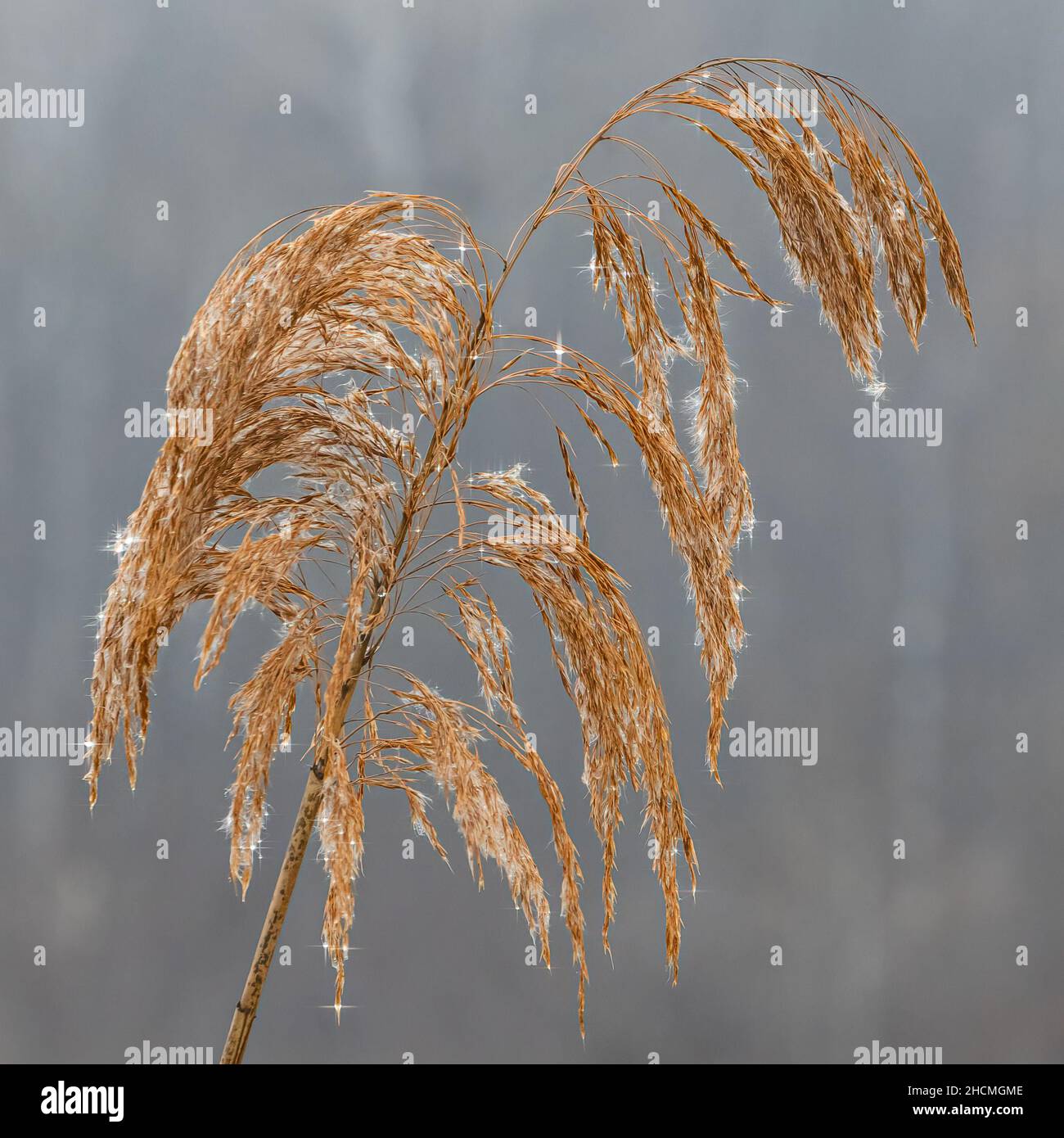 Sunstars from melting frozen dew drops on golden color reed Stock Photo ...