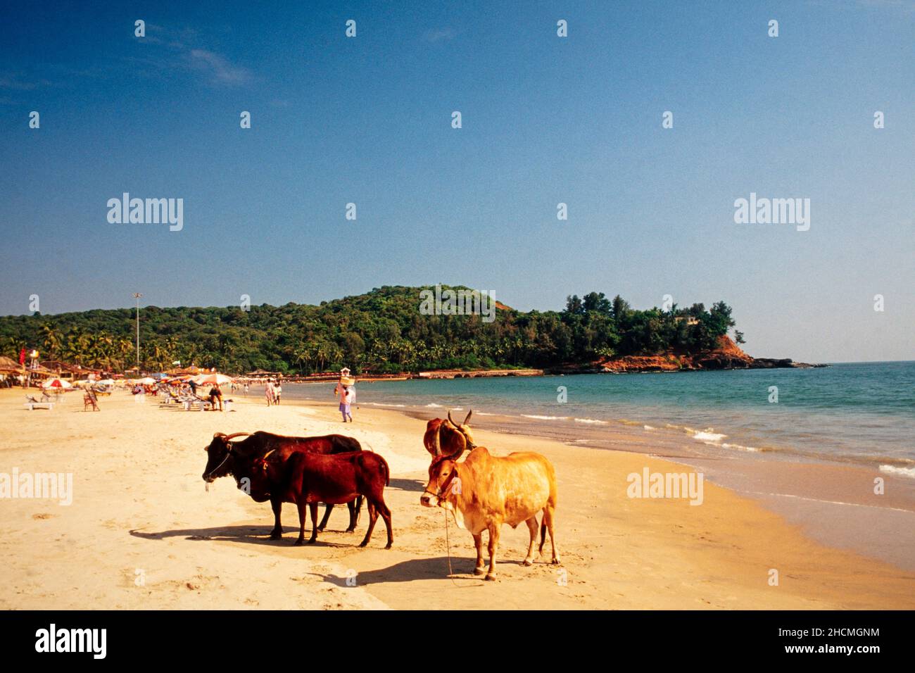 Beauty of rural Goa. High resolution intimate recollection of idyllic ...