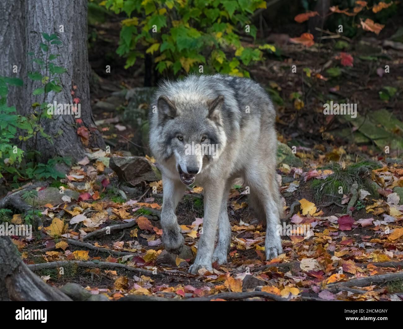 Wolf teeth face angry hi-res stock photography and images - Alamy