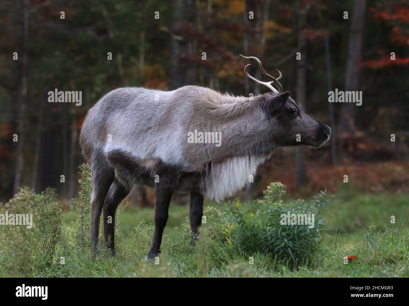 Boreal woodland caribou hi-res stock photography and images - Alamy