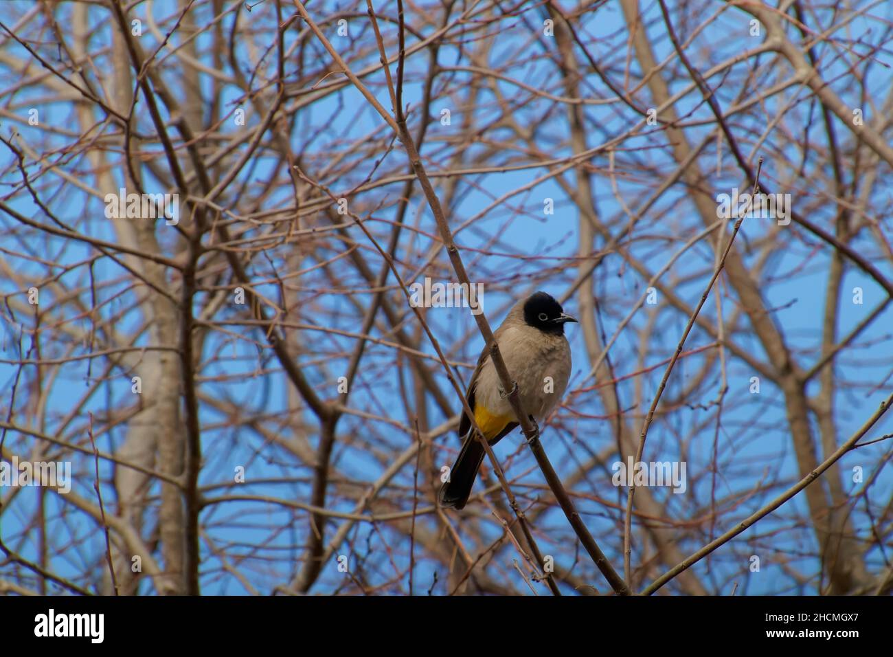 Red-whiskered Bulbul - Pycnonotus jocosus Stock Photo - Alamy