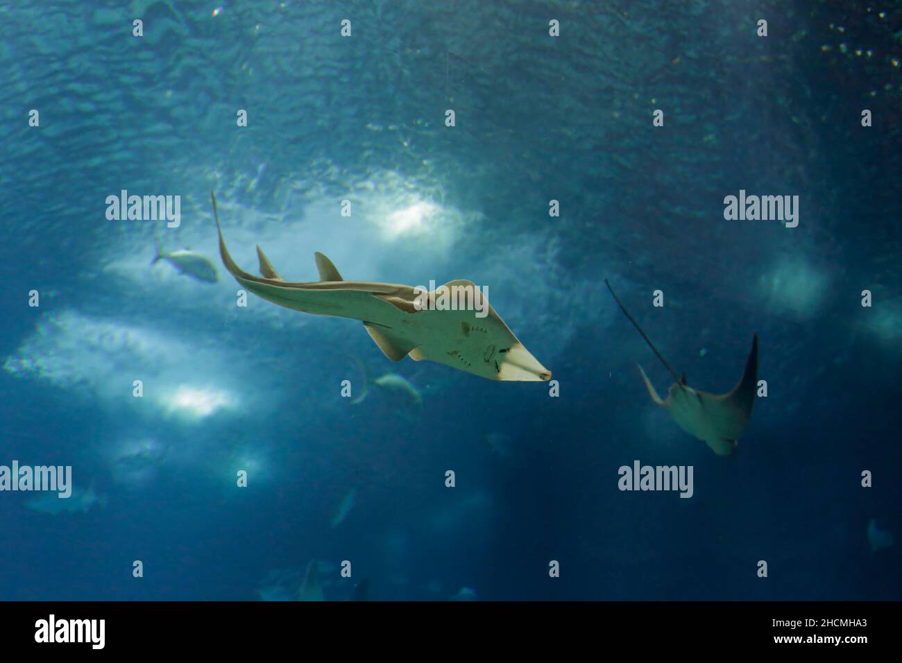 Giant guitarfish hi-res stock photography and images - Alamy
